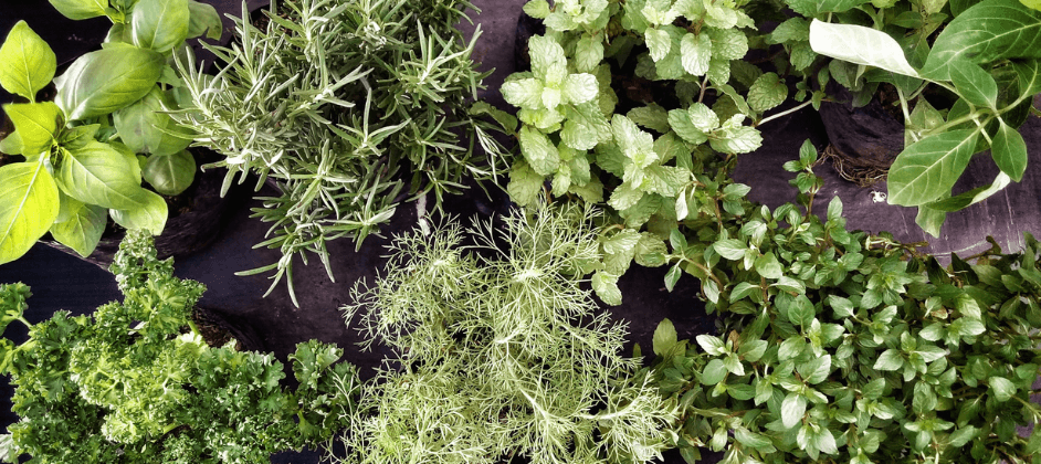 5 Anti-Aging Herbs You Should Incorporate Into Your Skincare Routine ...