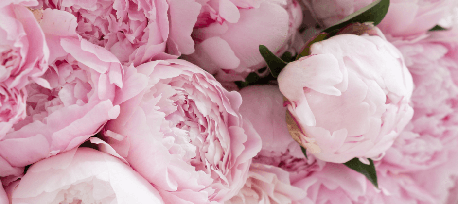 5 Ways This Beautiful Flower Can Transform Your Skin | South Beach Skin Lab